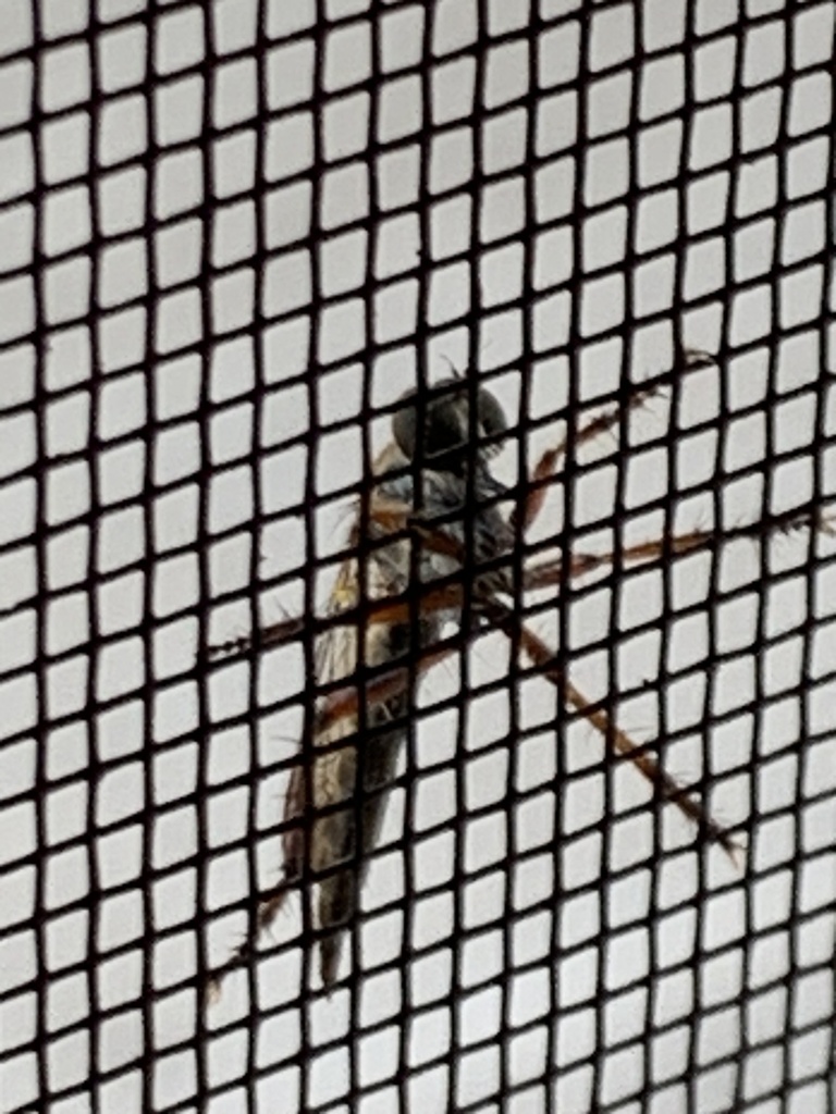 Asilinae in July 2021 by Carolyn Barkow · iNaturalist