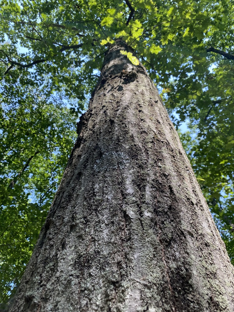 northern red oak from Montville, NJ, USA on July 27, 2021 at 02:38 PM ...
