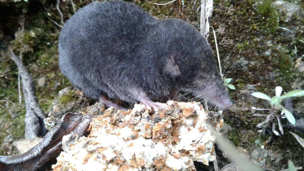 Colombian Small-eared Shrew from El Carmen De Viboral, Antioquia, El ...