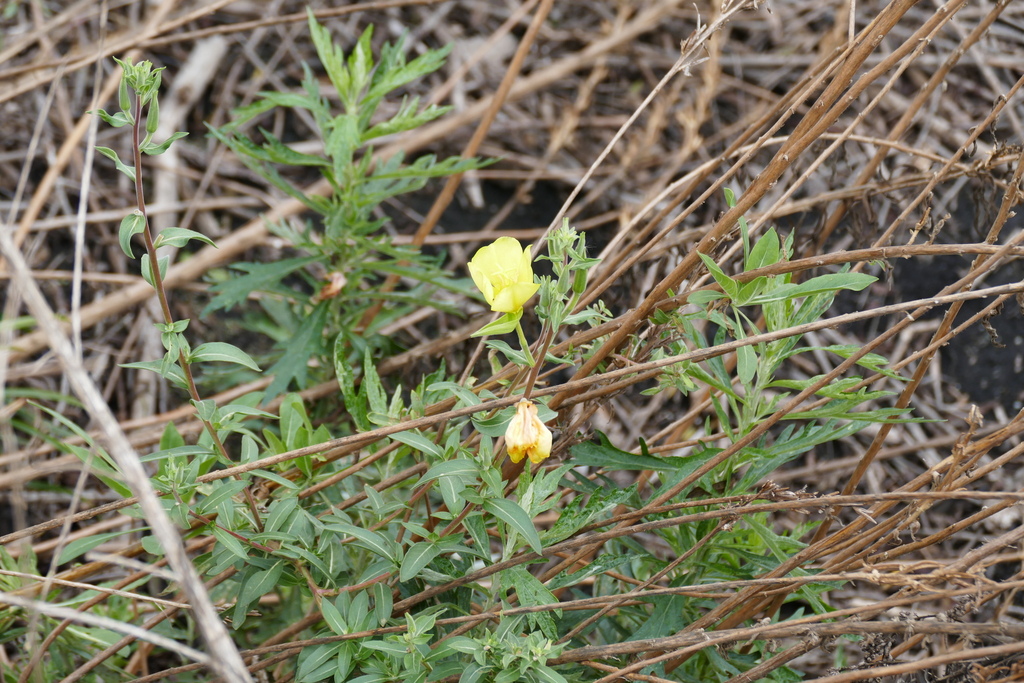 tall evening primrose from San Joaquin Marsh, Irvine CA on December 30 ...