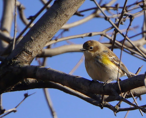 Yellow-rumped Warbler from Ninnie Baird Park, Hawley Drive, Fort Worth ...