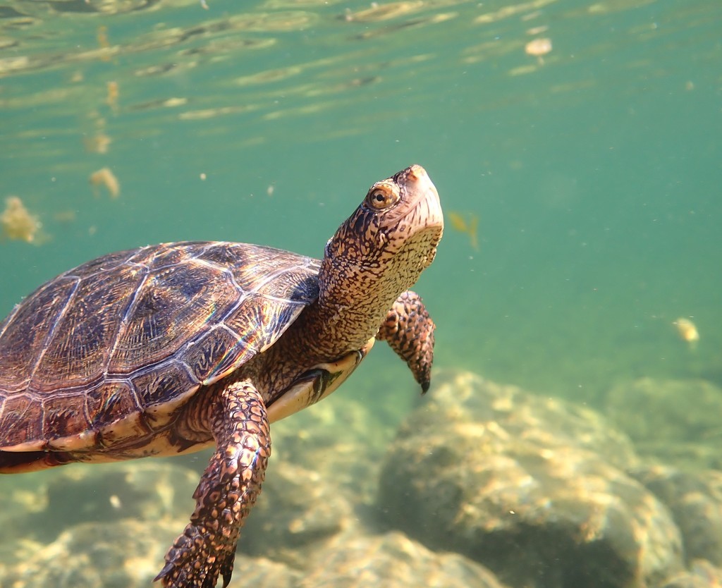 Western Pond Turtle (OREGON: Rogue Valley, Klamath Basin, Crater Lake ...