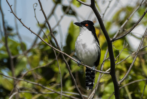 Subespecie Taraba major stagurus · NaturaLista Colombia