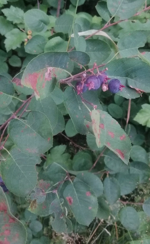 Dwarf Serviceberry from 210, Лесное Снт, Московская обл., Россия ...