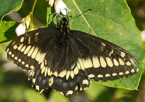 Subspecies Papilio machaon kahli · iNaturalist