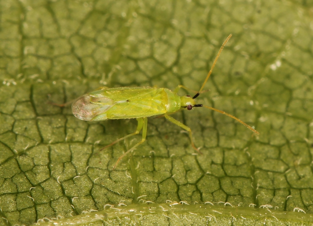 Macrolophus pygmaeus (Madeira True Bugs) · iNaturalist