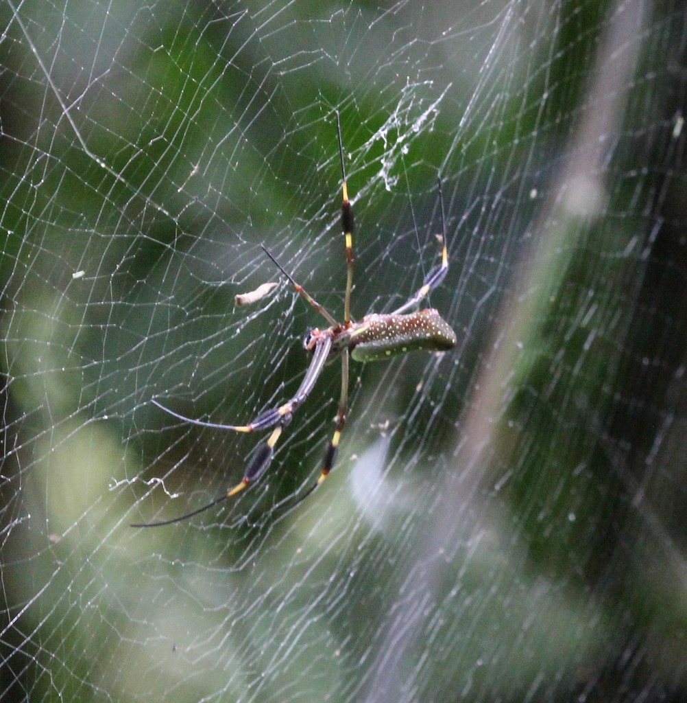Golden Silk Spider from Panamá Oeste, Panama on August 18, 2014 at 04: ...