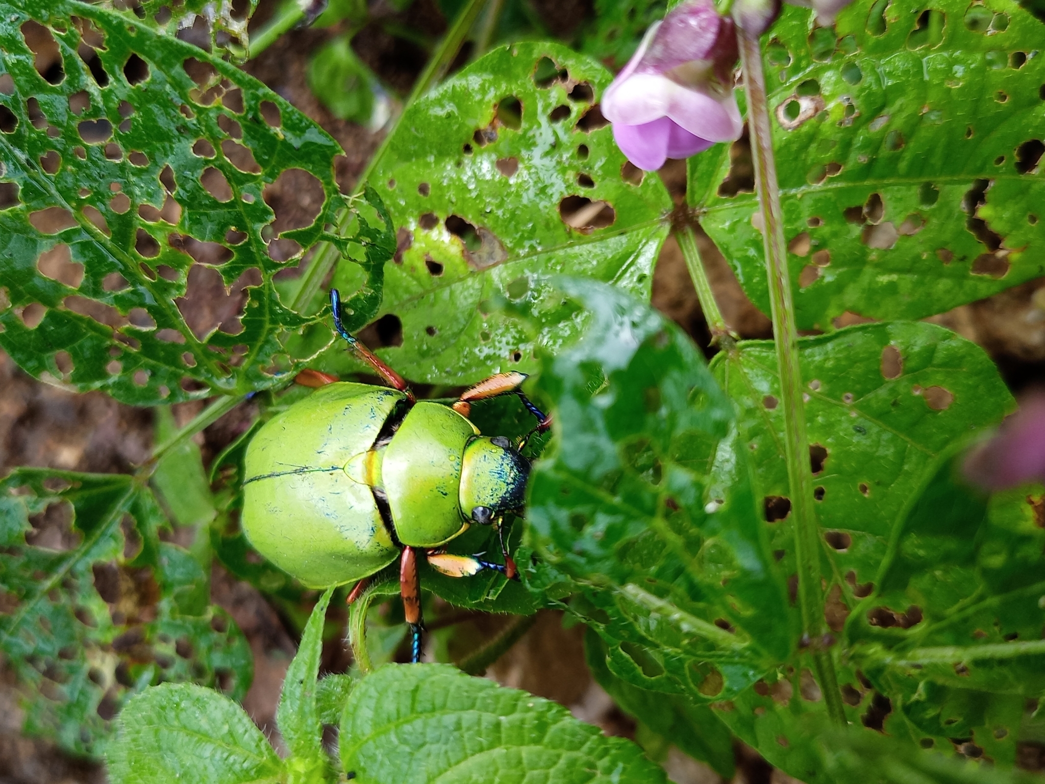 Chrysina adolphi Chevrolat, 1859