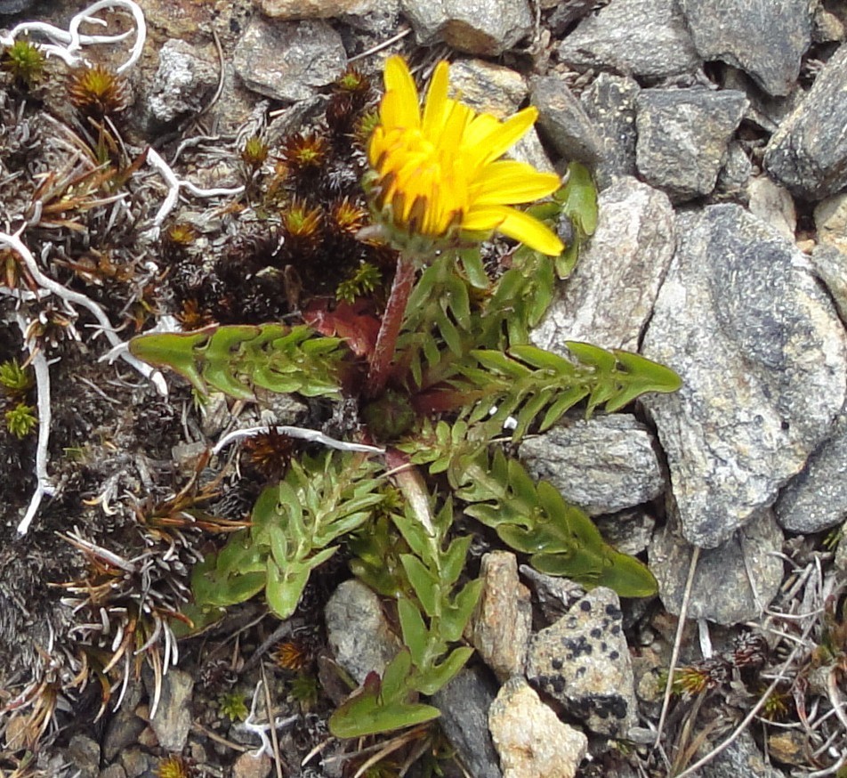 New Zealand Native Dandelion from Old Man Range, Obelisk loop track on ...