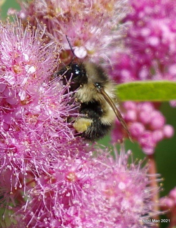 Half-black Bumble Bee from Kitimat, BC V8C, Canada on July 30, 2021 at ...