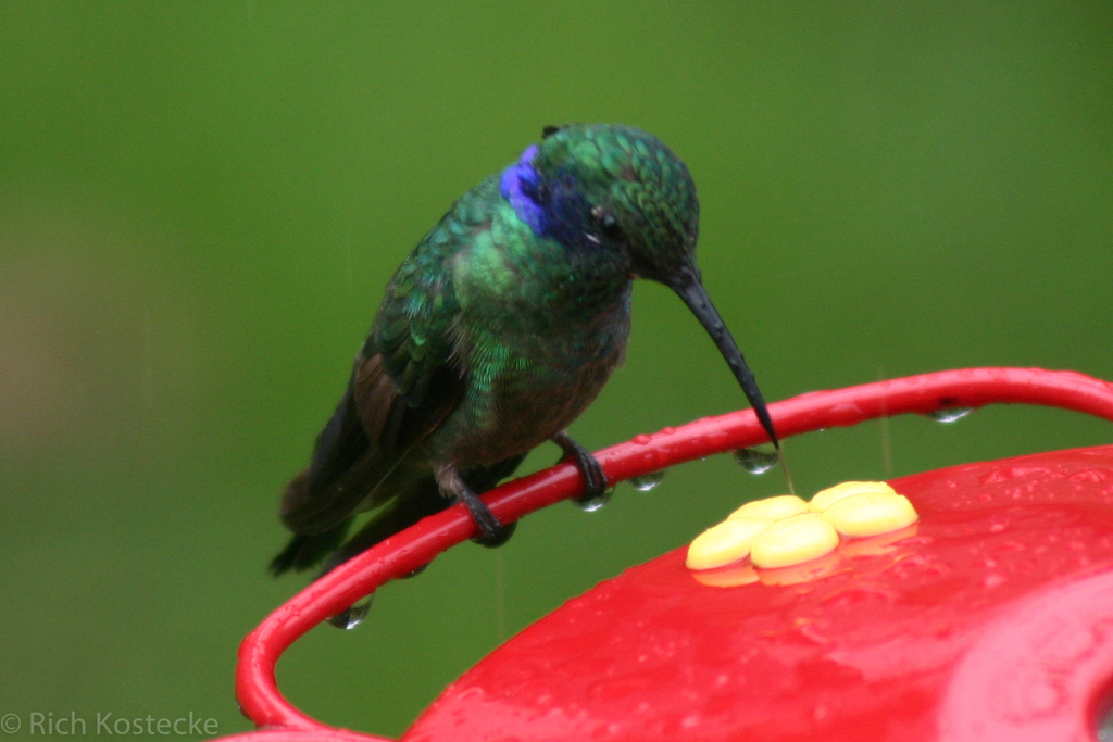 Lesser Violetear from San Miguel de los Bancos, Ecuador on October 6 ...