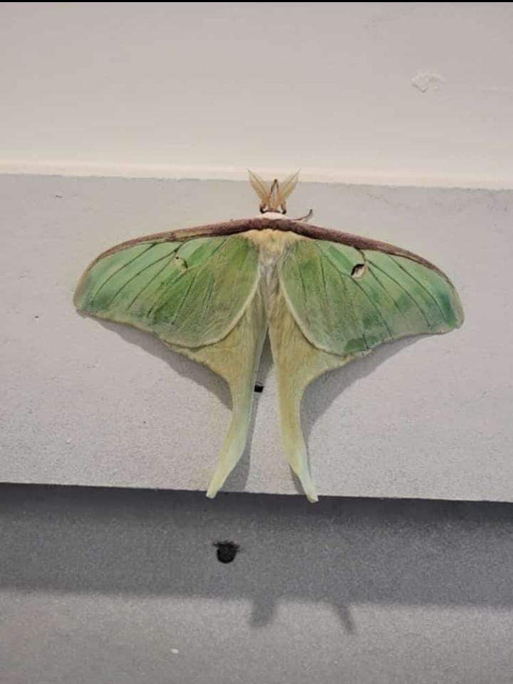 Mexican Moon Moth from Orocuina, Honduras on July 29, 2021 at 06:51 PM ...
