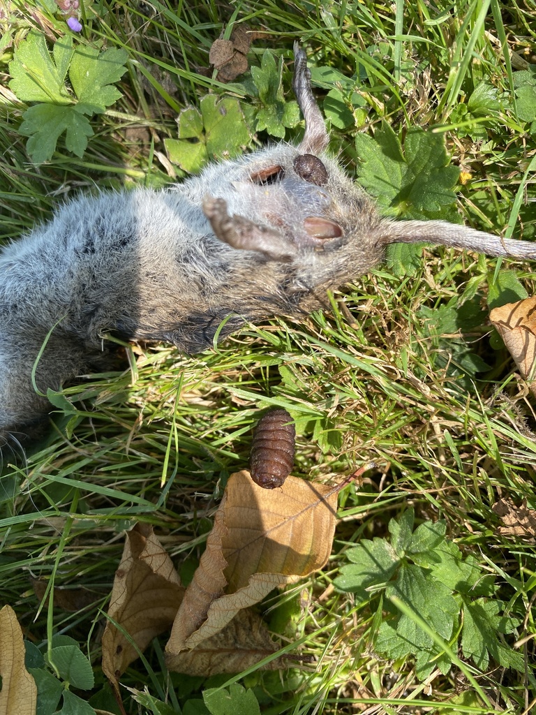 Mouse Bot Fly from 40th Ave, Aldergrove, BC, CA on July 30, 2021 at 01: ...