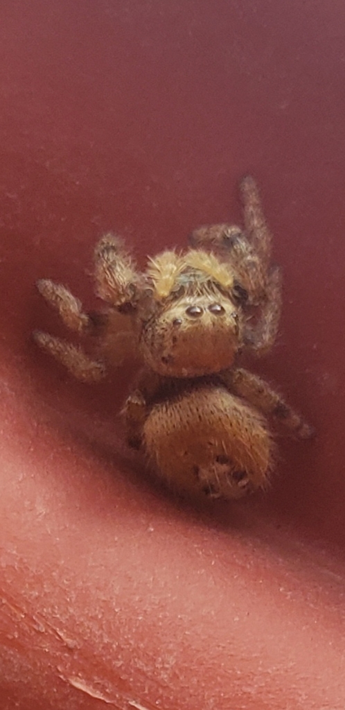 Apache Jumping Spider from Sheridan on July 30, 2021 at 02:34 PM by ...