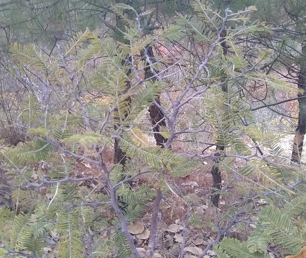 fern-leaf acacia in March 2021 by caricia_leticia_cruz_hernandez ...