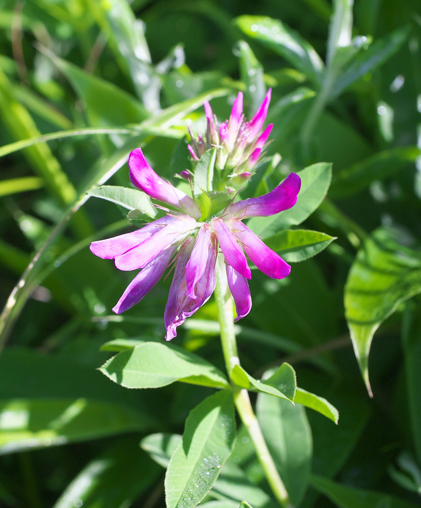 lupine clover from 日本、〒390-0222 長野県松本市入山辺 on July 30, 2021 at 09:31 AM ...