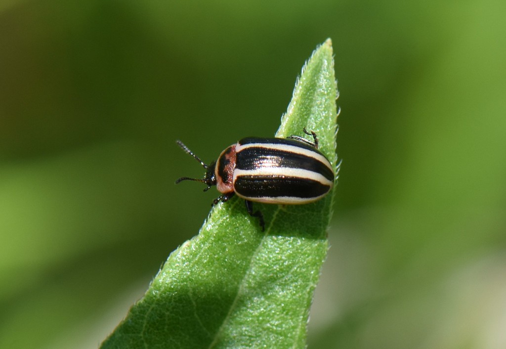 Coreopsis Beetle from Leeds and Grenville United Counties, ON, Canada ...