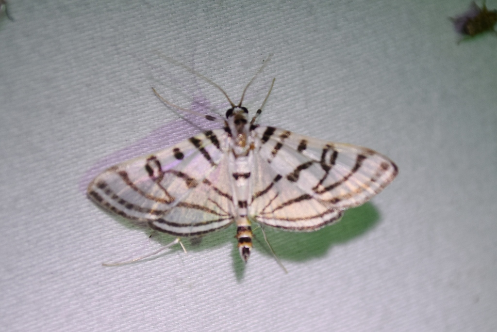 Zebra Conchylodes Moth from Hood County, TX, USA on July 24, 2021 at 11 ...