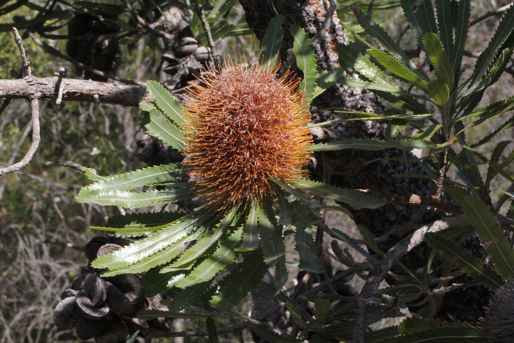 Wallum banksia from Heathland St, Banksia Beach QLD 4507, Australia on ...