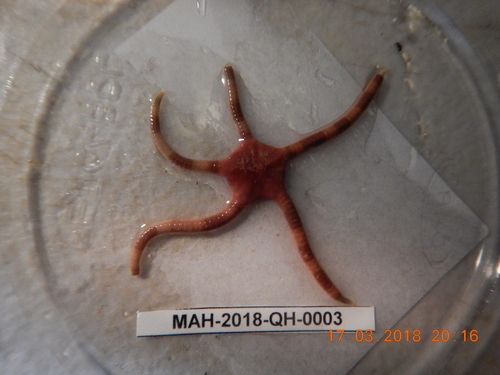 Smooth Brittle Star (Ophioderma phoenia) · iNaturalist