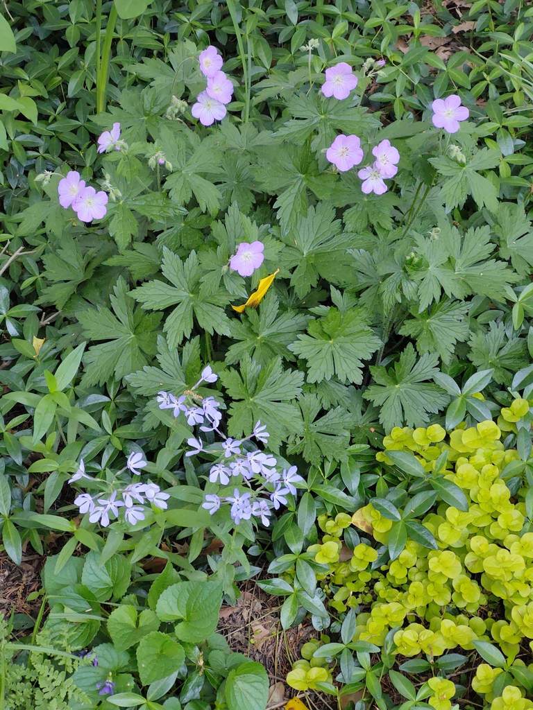 wild geranium from Clayton, MO, USA on April 26, 2021 at 06:33 PM by ...