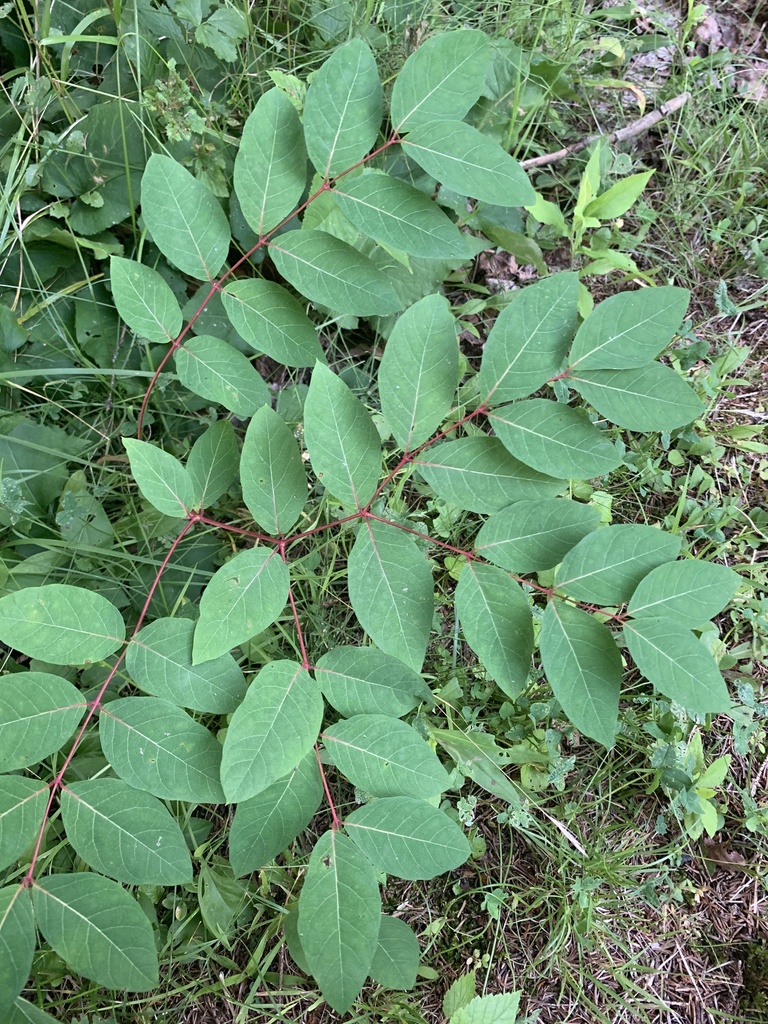 spreading dogbane from WIS-13, Phillips, WI, US on July 30, 2021 at 07: ...