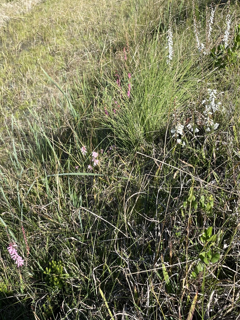 Common Heath from Maberley Crescent, Frankston South, VIC, AU on July ...