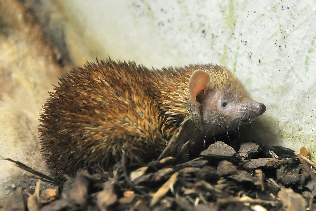 Tenrecs (Tenrecidae) - Know Your Mammals