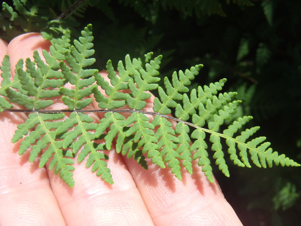Lemmon's Cloak Fern from Pima County, AZ, USA on July 30, 2021 at 10:07 ...