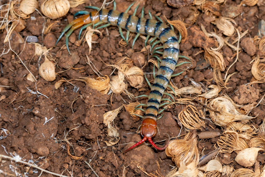 Red-headed Centipede from Pinkerton Plains Cemetary, South Australia on ...