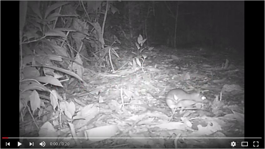 Crab-eating Rats (Ichthyomys) - Know Your Mammals