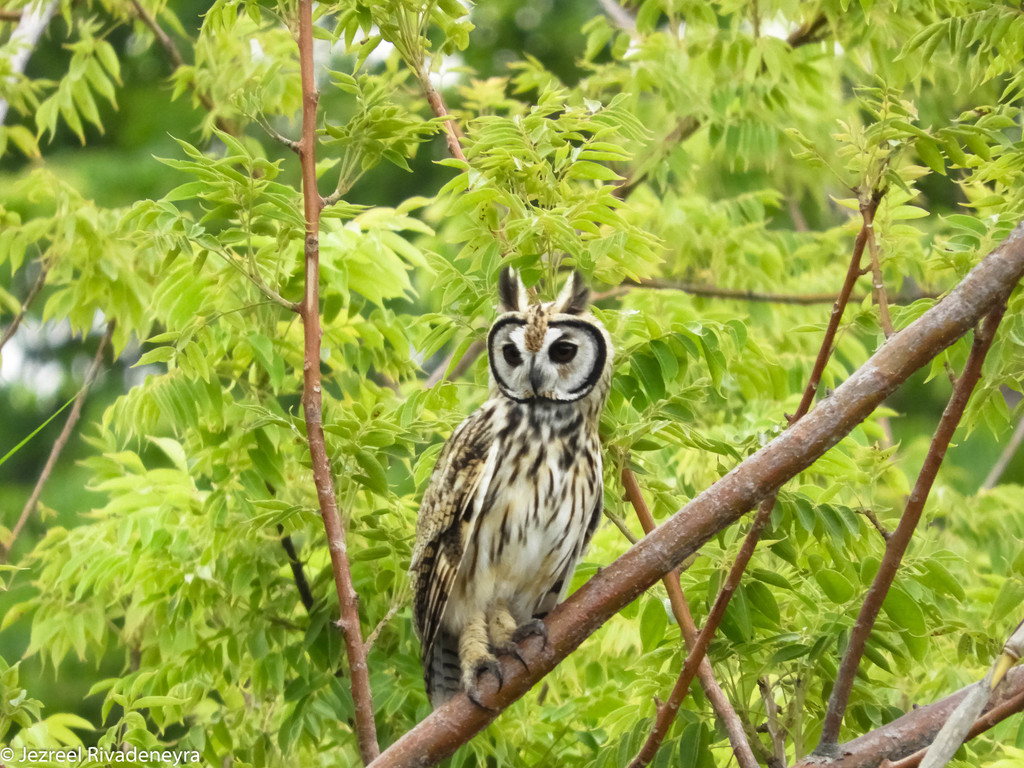 Striped Owl from San Andrés Tuxtla, Ver., México on July 30, 2019 at 04 ...