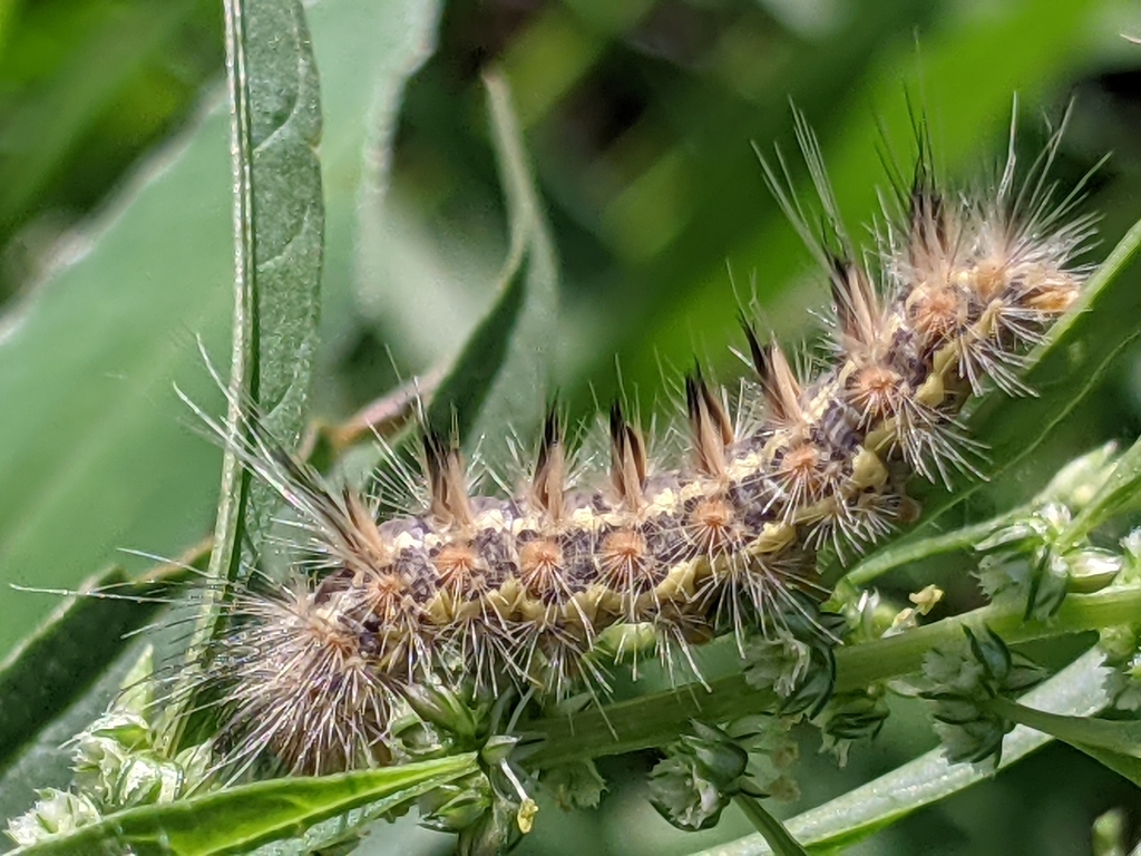 Phaegopterina from Santa Rita, AZ 85641, USA on July 30, 2021 at 09:23 ...