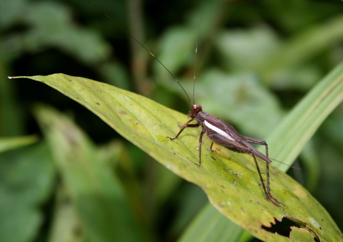 Cardiodactylus pictus · iNaturalist