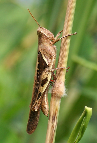 Stenocatantops cornelii · iNaturalist Mexico
