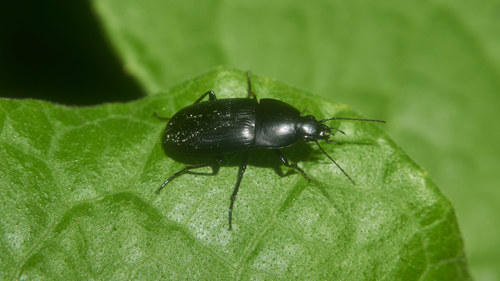 Oodes desertus · iNaturalist