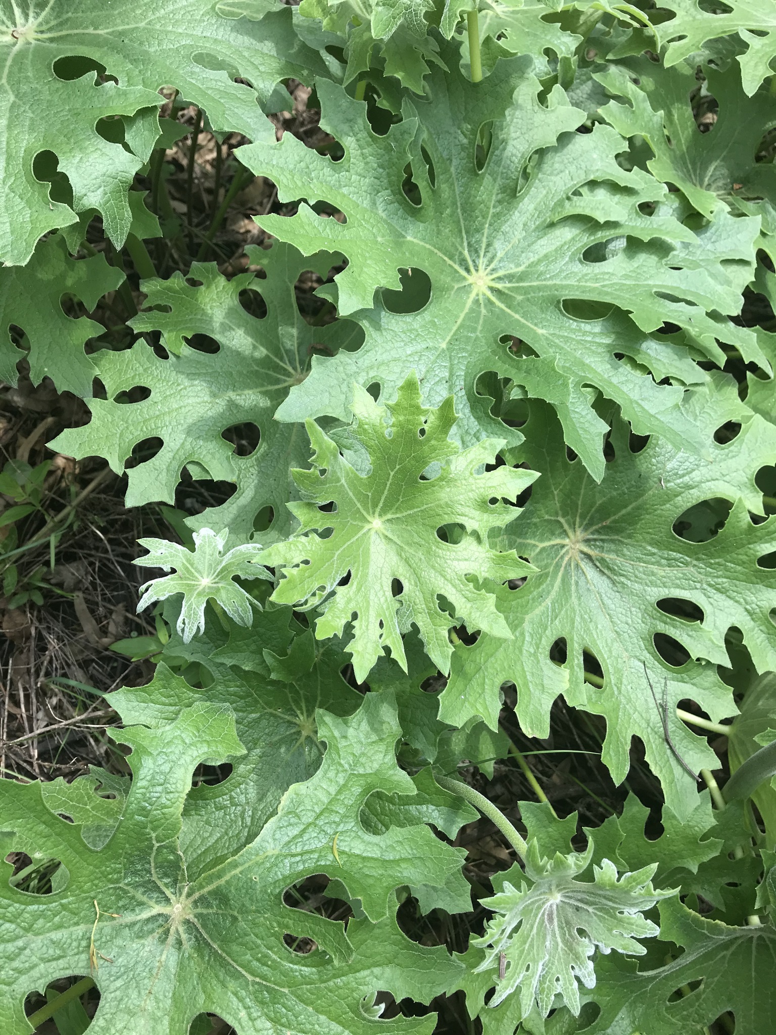 Psacalium peltatum (Kunth) Cass.