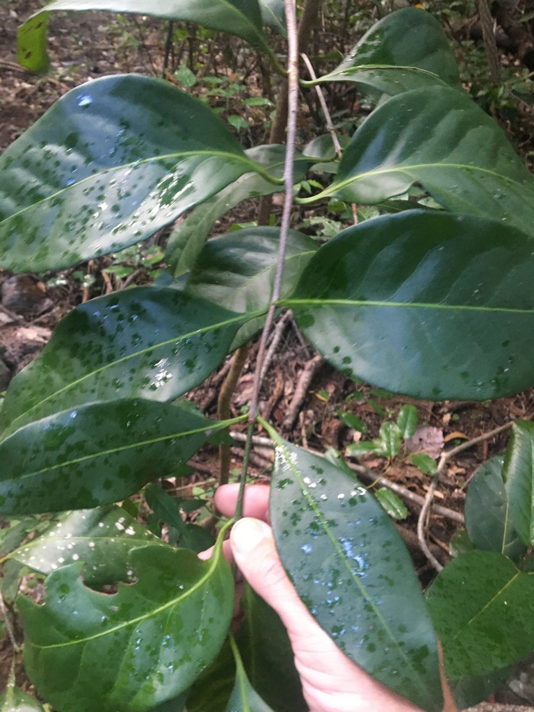 Elaeodendron melanocarpum from Mount Archer National Park, Mount Archer ...