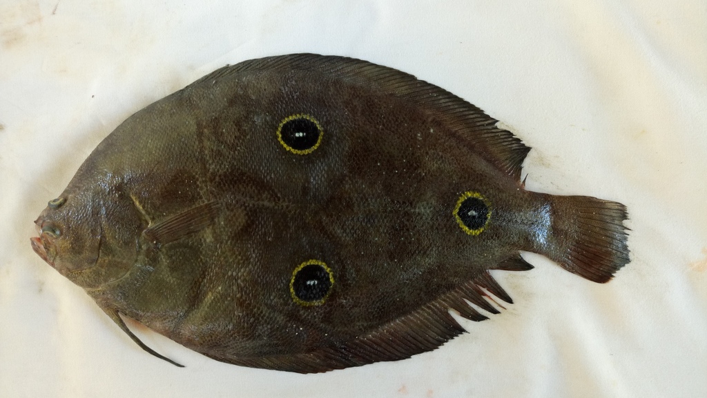 Large-tooth Flounders (Paralichthyidae) - Marine Life Identification