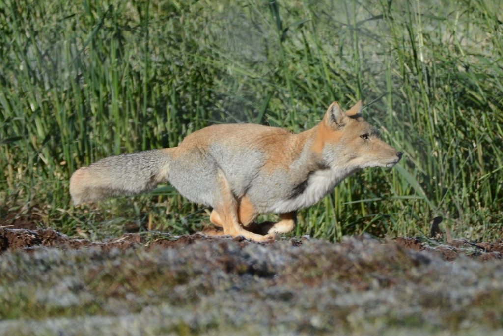 Tibetan Fox (Vulpes ferrilata) - Know Your Mammals