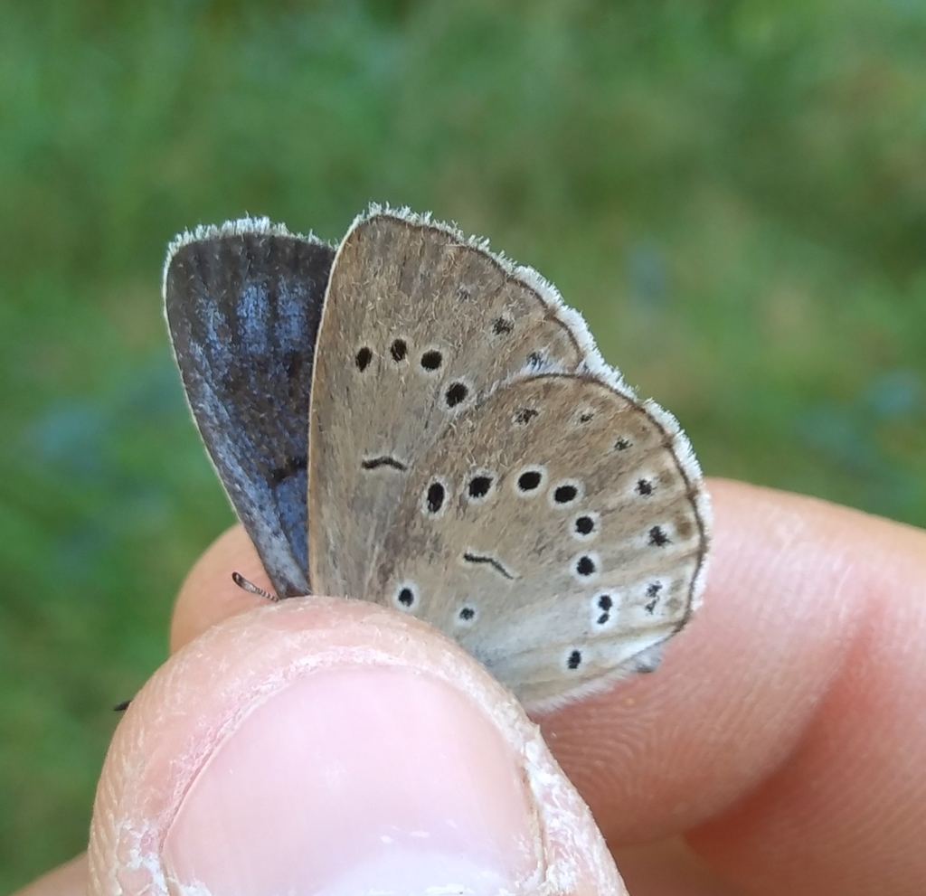 Scarce Large Blue in July 2021 by Andrea Battisti · iNaturalist