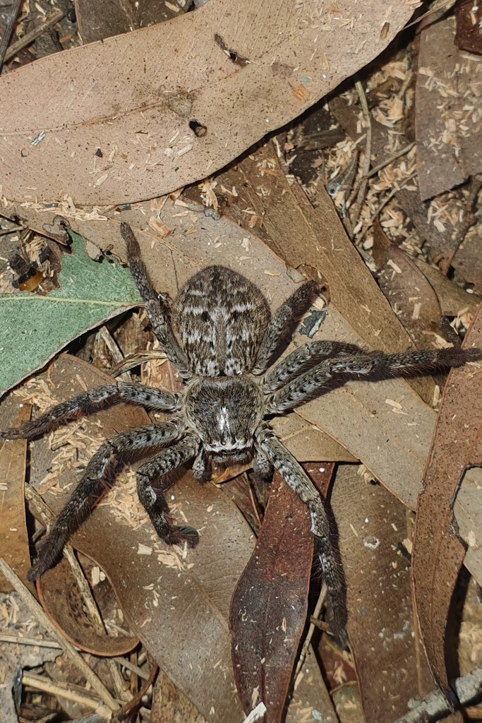 Victorian Huntsman Spider from Melbourne VIC, Australia on July 31 ...