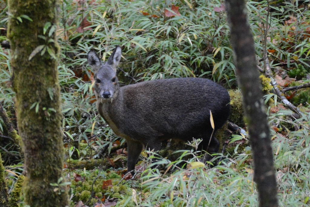 Chinese Forest Musk Deer in October 2018 by Cathy Pasterczyk · iNaturalist