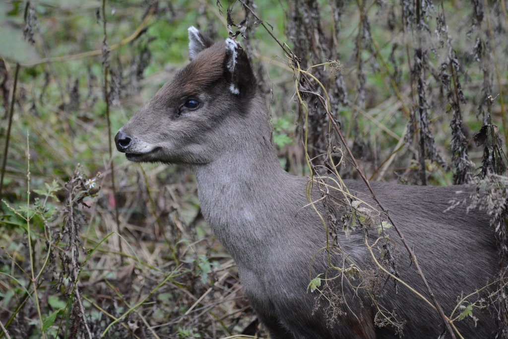 Tufted Deer (Elaphodus cephalophus) - Know Your Mammals