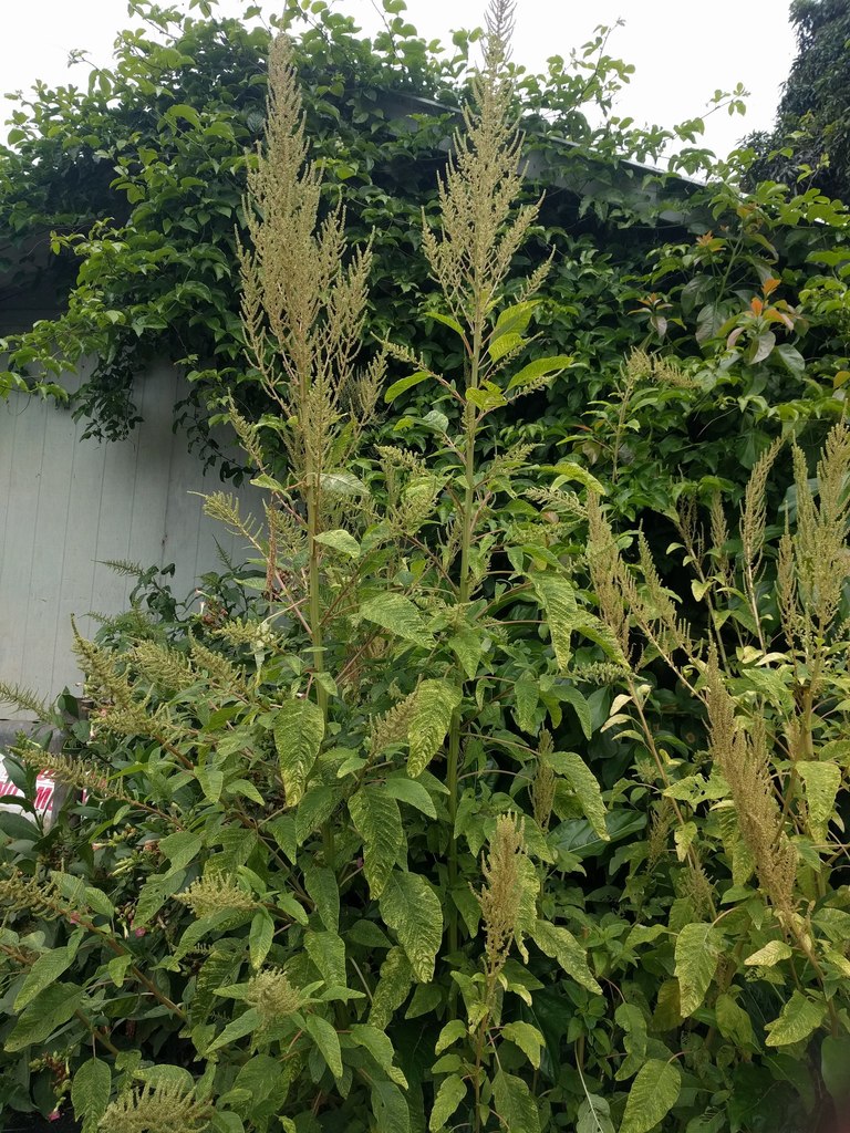 (Amaranthus hybridus) - Botanical Realm