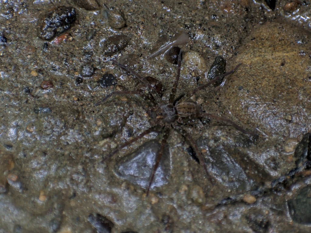 Dolomedes raptor from Hachiōji, Tokyo, Japan on July 31, 2021 at 10:49 ...
