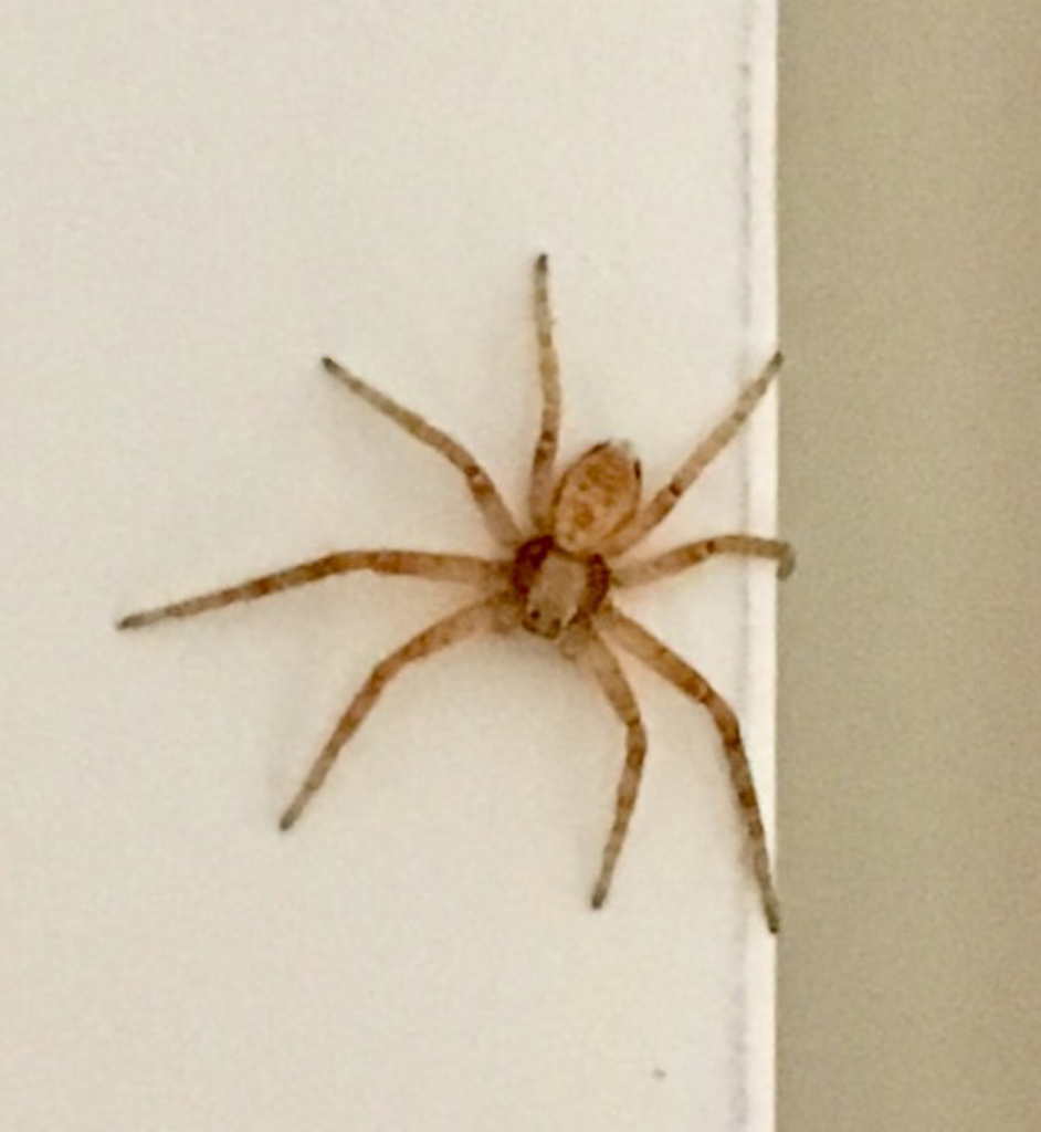 Philodromus aureolus in November 2018 by elias_v · iNaturalist