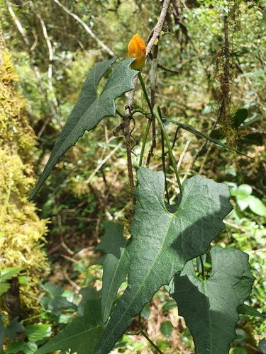 Genus Penelopeia · iNaturalist