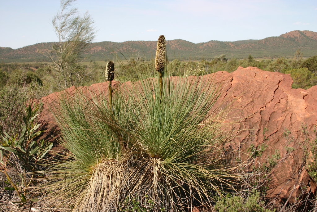 Yacka from Wilpena Pound, Flinders Ranges SA 5434, Australia on ...