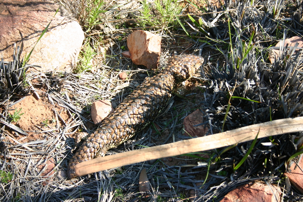 Eastern Shingleback Lizard from Wilpena Pound, Flinders Ranges SA 5434 ...
